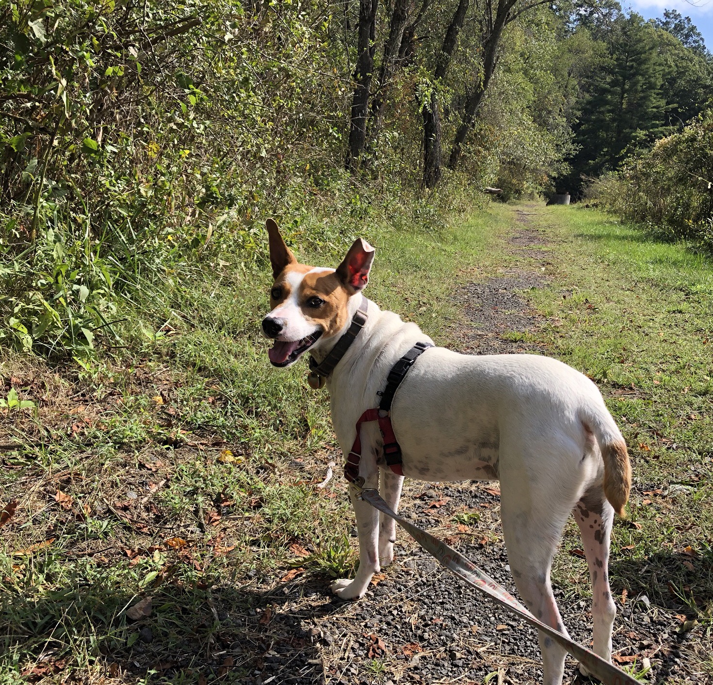 Carroll County – Roving through Virginia with Rover
